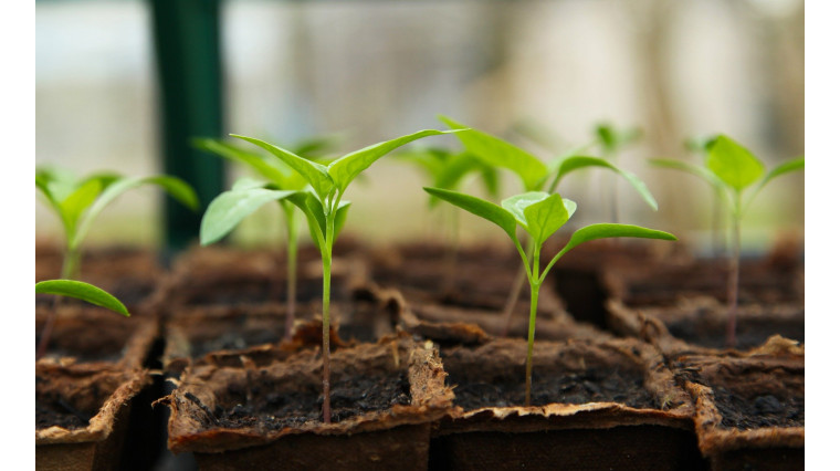 Que planter en janvier dans son potager ? - Jardin et Saisons